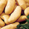 Pomme de terre LADY CHRISTL - Choisir sa pomme de terre