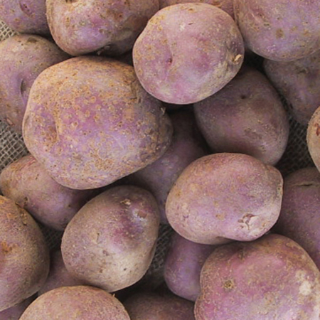 Toutes les variétés de pomme de terre - Choisir sa pomme de terre