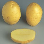 Pomme de terre LADY CHRISTL - Choisir sa pomme de terre